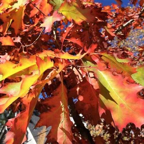 Quercus Rubra - Red Oak - Tidewater Trees