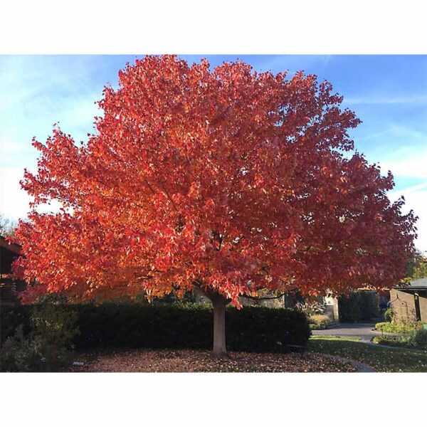 Acer Rubrum - "HOSR" "Summer Red" Red Maple - Tidewater Trees
