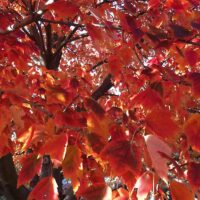Acre Rubrum - "Red Sunset" Red Maple - Tidewater Trees
