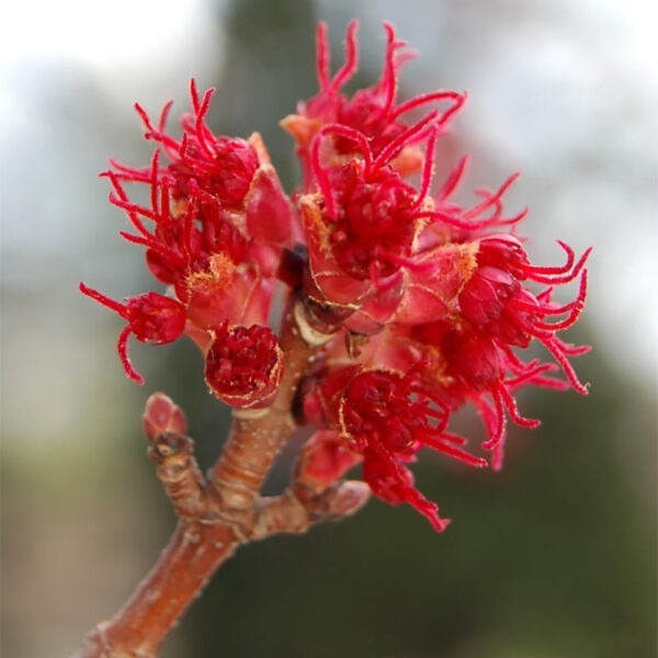 Acre Rubrum - "Red Sunset" Red Maple - Tidewater Trees