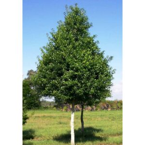 Ilex X Attenuatta - "Savannah" Holly - Tidewater Trees