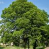Platanus Acerifolia "Bloodgood" - "Bloodgood" London Planetree ...