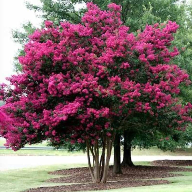 Lagerstroemia Indica "Tuskegee" - Tuskegee Crape Myrtle - Tidewater Trees