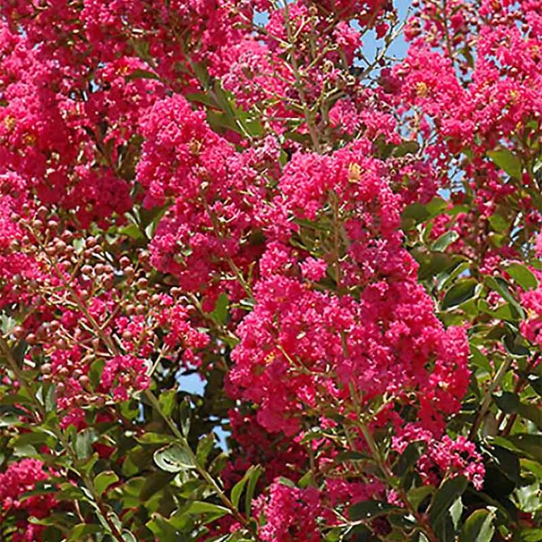 Lagerstroemia Indica "Tuskegee" - Tuskegee Crape Myrtle - Tidewater Trees
