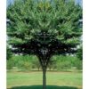 Zelkova Serrata "Village Green" - Village Green Zelkova - Tidewater Trees
