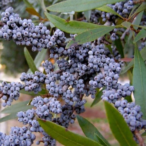 Myrica Cerifera - Wax Myrtle - Tidewater Trees