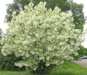 Cornus Hyperion - Tidewater Trees