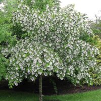 Celtis Laevigata - Southern Hackberry - Sugarberry - Tidewater Trees