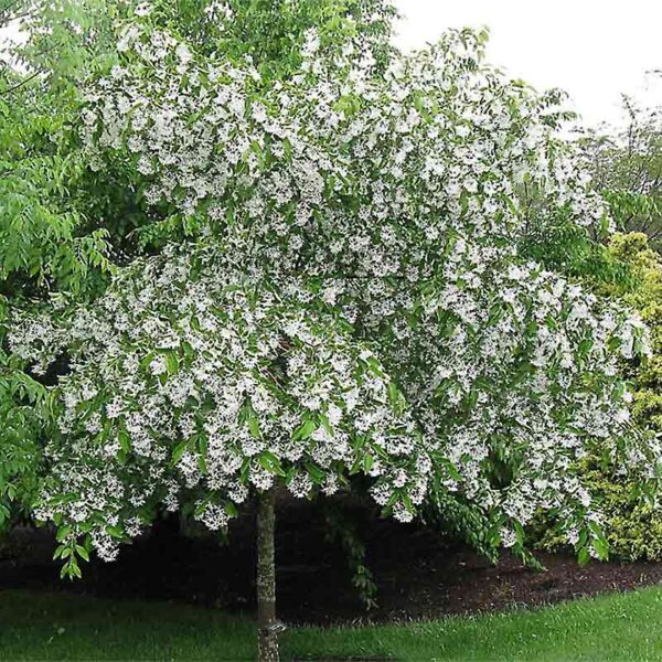Chionanthus Virginicus - White Fringe Tree Single Stem - Tidewater Trees