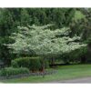 Ulmus Parvifolia "Everclear" BSNUPF - Everclear Lacebark Elm ...
