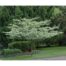 Ulmus Parvifolia "Everclear" BSNUPF - Everclear Lacebark Elm ...