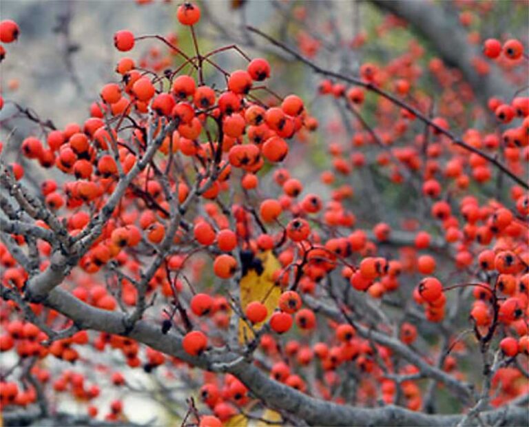 Crataegus Viridus - "Winter King" Hawthorne - Tidewater Trees