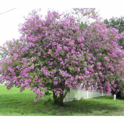Lagerstroemia Indica "Zuni" - Zuni Crape Myrtle - Tidewater Trees