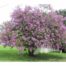 Lagerstroemia Indica "Zuni" - Zuni Crape Myrtle - Tidewater Trees