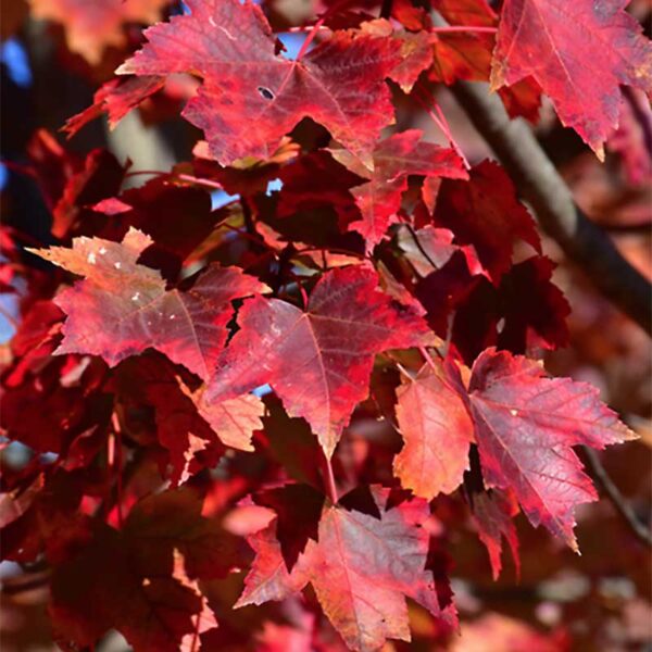 Acer Ginnala "Flame" - Multi-stem - Tidewater Trees