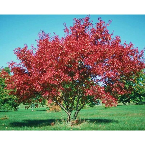 Amelanchier - "Autumn Brilliance" Serviceberry - Tidewater Trees