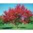 Ulmus Parvifolia "Everclear" BSNUPF - Everclear Lacebark Elm ...