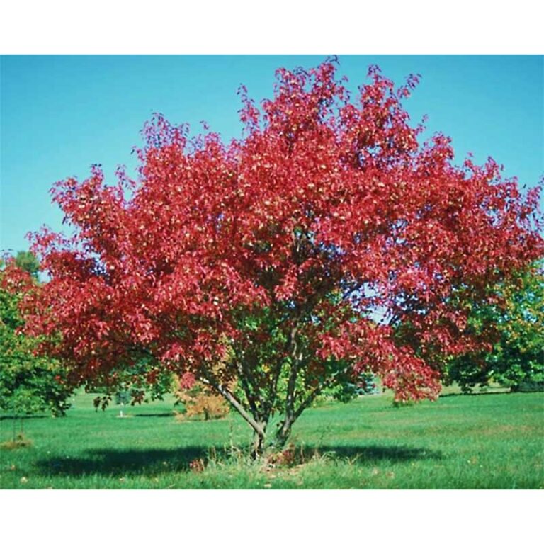Lagerstroemia Indica "Biloxi" - Biloxi Crape Myrtle - Tidewater Trees