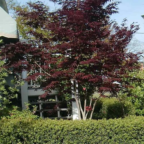 Acer Palmatum - Bloodgood Japanese Maple - Tidewater Trees