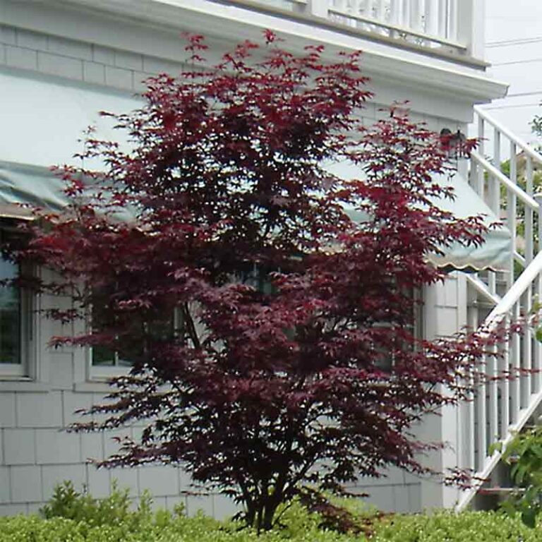 Acer Palmatum - Bloodgood Japanese Maple - Tidewater Trees