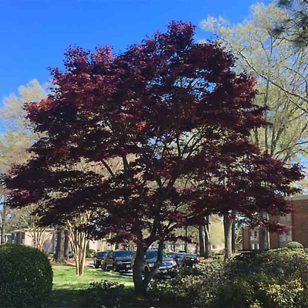 Vitex Agnus-Castus - Blue Chaste Tree - Tidewater Trees