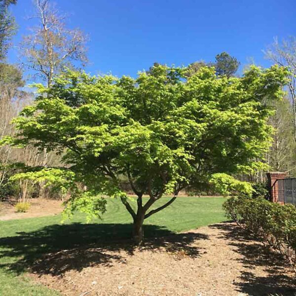 Ginkgo Biloba - "Presidential Gold" Ginkgo Tree - Tidewater Trees