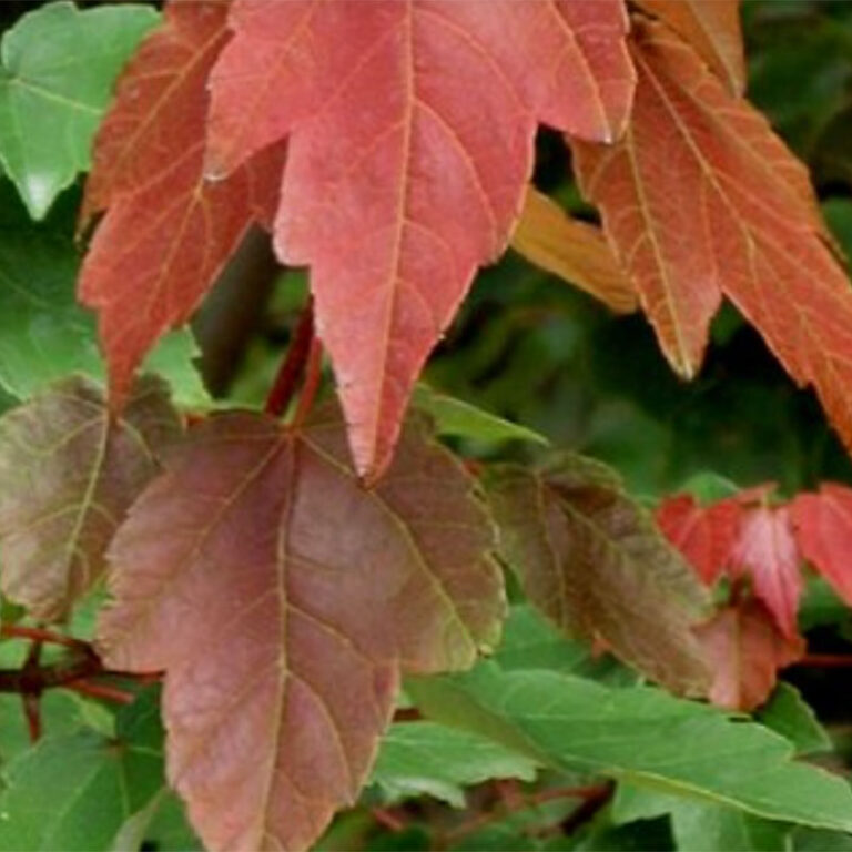 Acer Rubrum - "HOSR" "Summer Red" Red Maple - Tidewater Trees