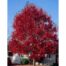 Acer Rubrum - "HOSR" "Summer Red" Red Maple - Tidewater Trees
