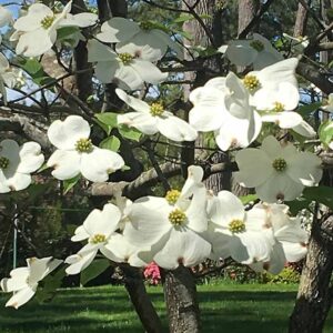 Cornus Hyperion - Tidewater Trees