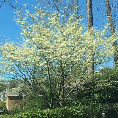 Cornus Hyperion - Tidewater Trees