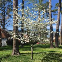 Juniperus Virginiana "Idyllwild" - "Idyllwild" Juniper - Tidewater Trees