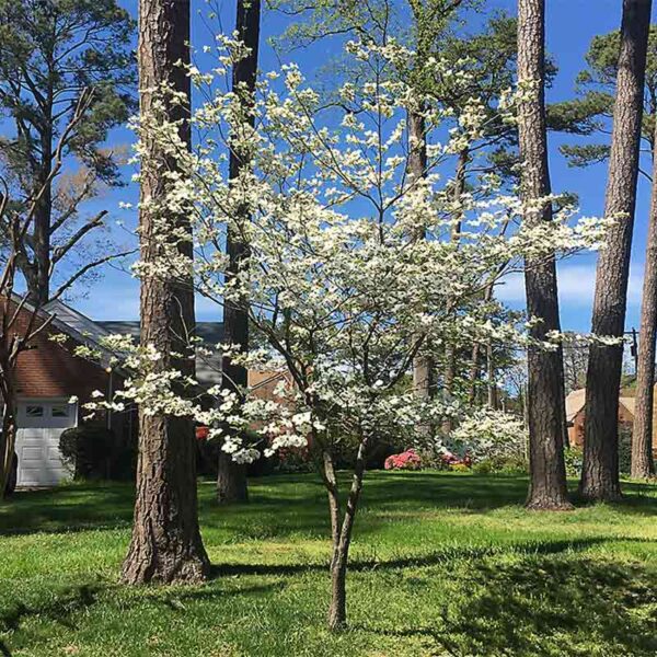 Juniperus Virginiana “Idyllwild” – “Idyllwild” Juniper – Tidewater Trees