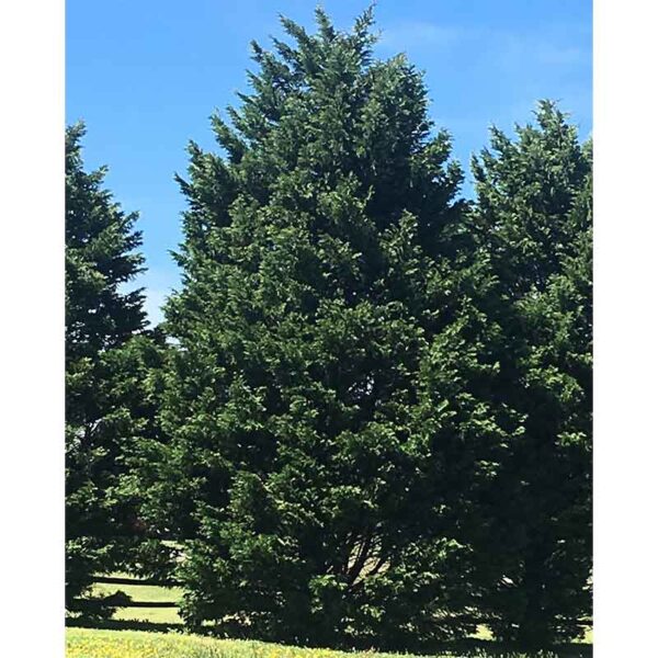 Juniperus Virginiana - Eastern Red Cedar - Tidewater Trees