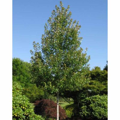 Cornus Hyperion - Tidewater Trees