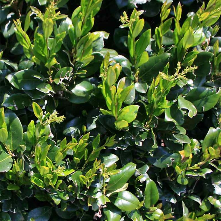 Ligustrum "Lucidum" - Glossy Privet - Tidewater Trees