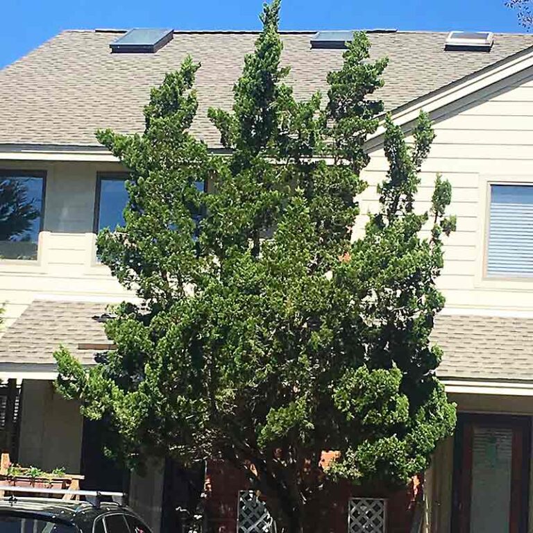 Juniperus Chinensis "Torulosa" - Hollywood Juniper - Tidewater Trees