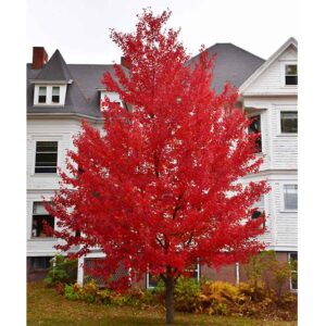 Acer Rubrum - "Sun Valley" Red Maple - Tidewater Trees