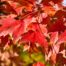 Acer Rubrum - "Sun Valley" Red Maple - Tidewater Trees