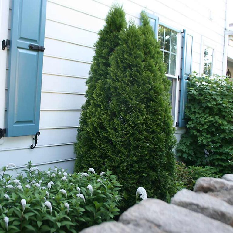 Thuja Occidentalis "Smaragd" - Emerald Green Arborvitae - Tidewater Trees