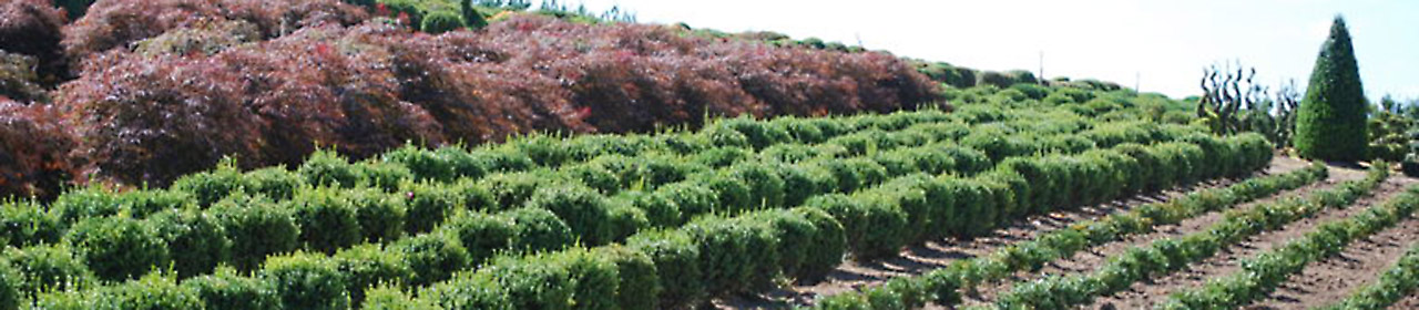 Trees & Shrubs Sales | Tidewater Trees Transplanting & Landscaping