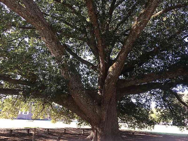 Virginia Native Live Oaks - Tidewater Trees