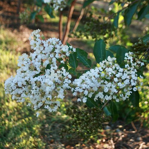 Lagerstroemia Indica "Natchez" - Natchez Crape Myrtle - Tidewater Trees