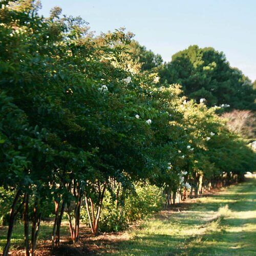 Lagerstroemia Indica "Natchez" - Natchez Crape Myrtle - Tidewater Trees