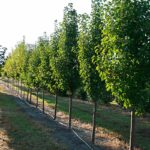 Pyrus Calleryana "Cleveland Select" - Cleveland Select Flowering Pear ...