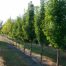 Pyrus Calleryana "Cleveland Select" - Cleveland Select Flowering Pear ...