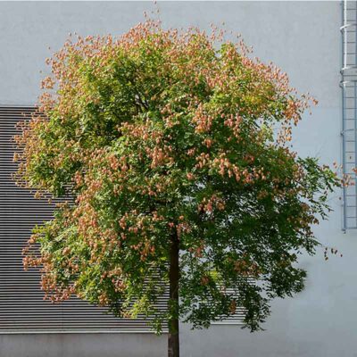 Koelreuteria Paniculata - Golden Rain Tree - Tidewater Trees